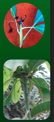 Mango | decease of my Mango tree.