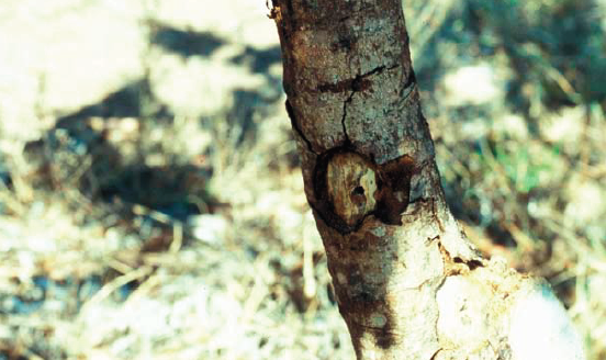 Mango | decease of my Mango tree.