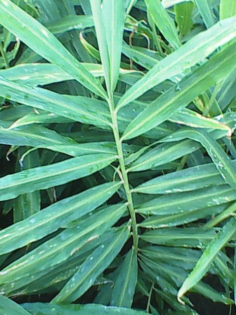 General | Ginger leaves turn brown and dry out