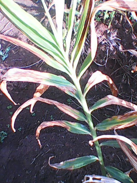 General | Ginger leaves turn brown and dry out