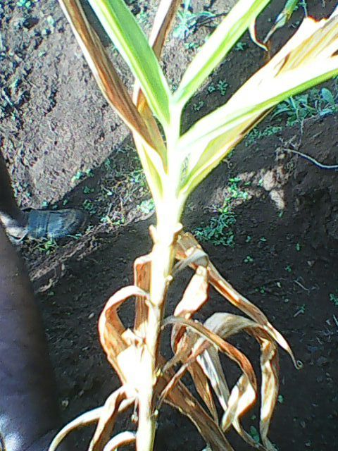 General | Ginger leaves turn brown and dry out