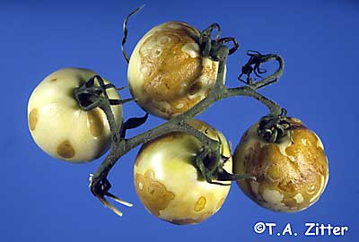 PlantVillage | tomato disease