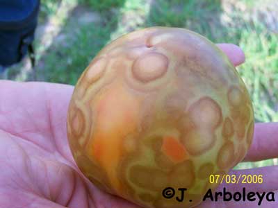 PlantVillage | tomato disease