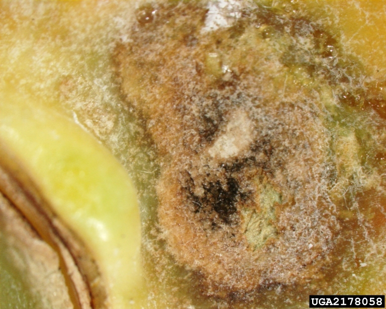 Papaya (pawpaw) | Diseases and Pests, Description, Uses, Propagation