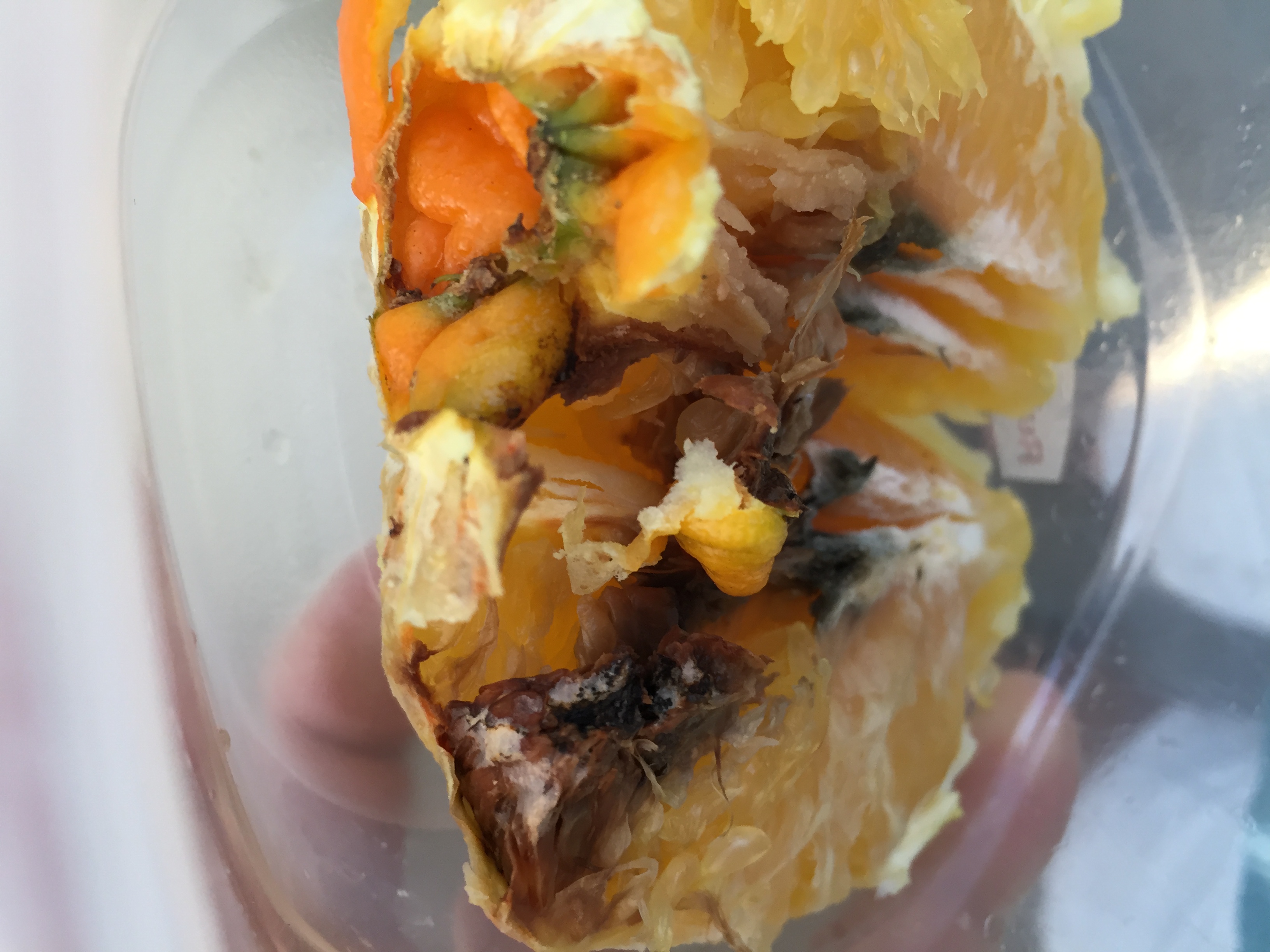 Orange | Navel Orange Blight