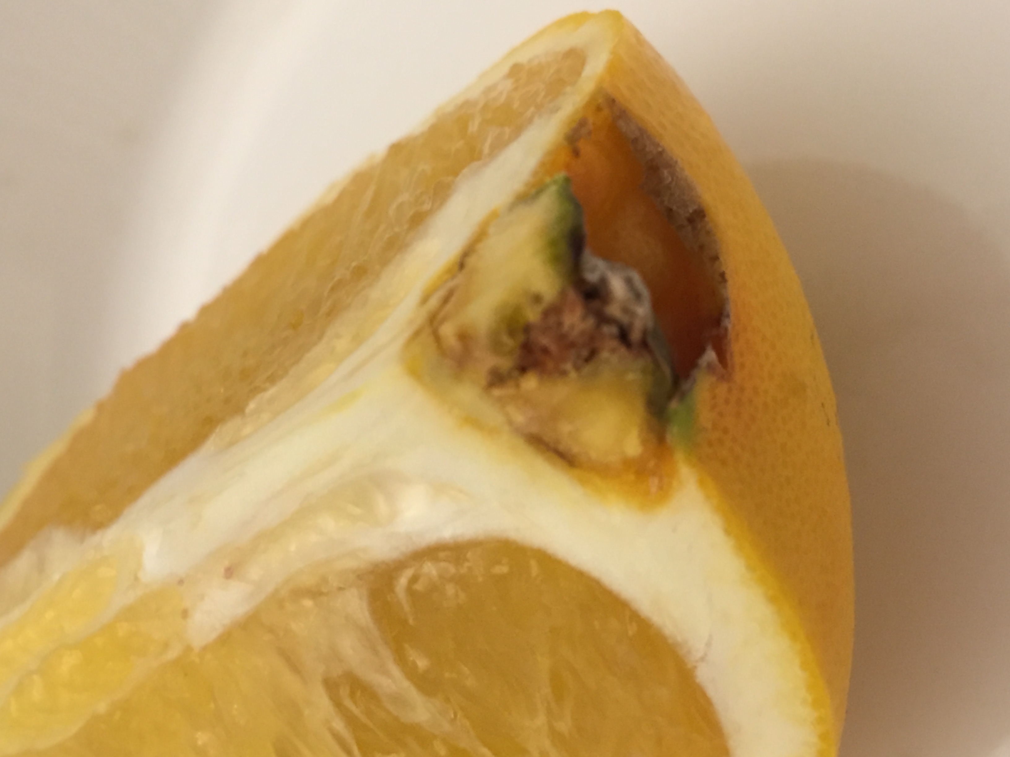 Orange | Navel Orange Blight