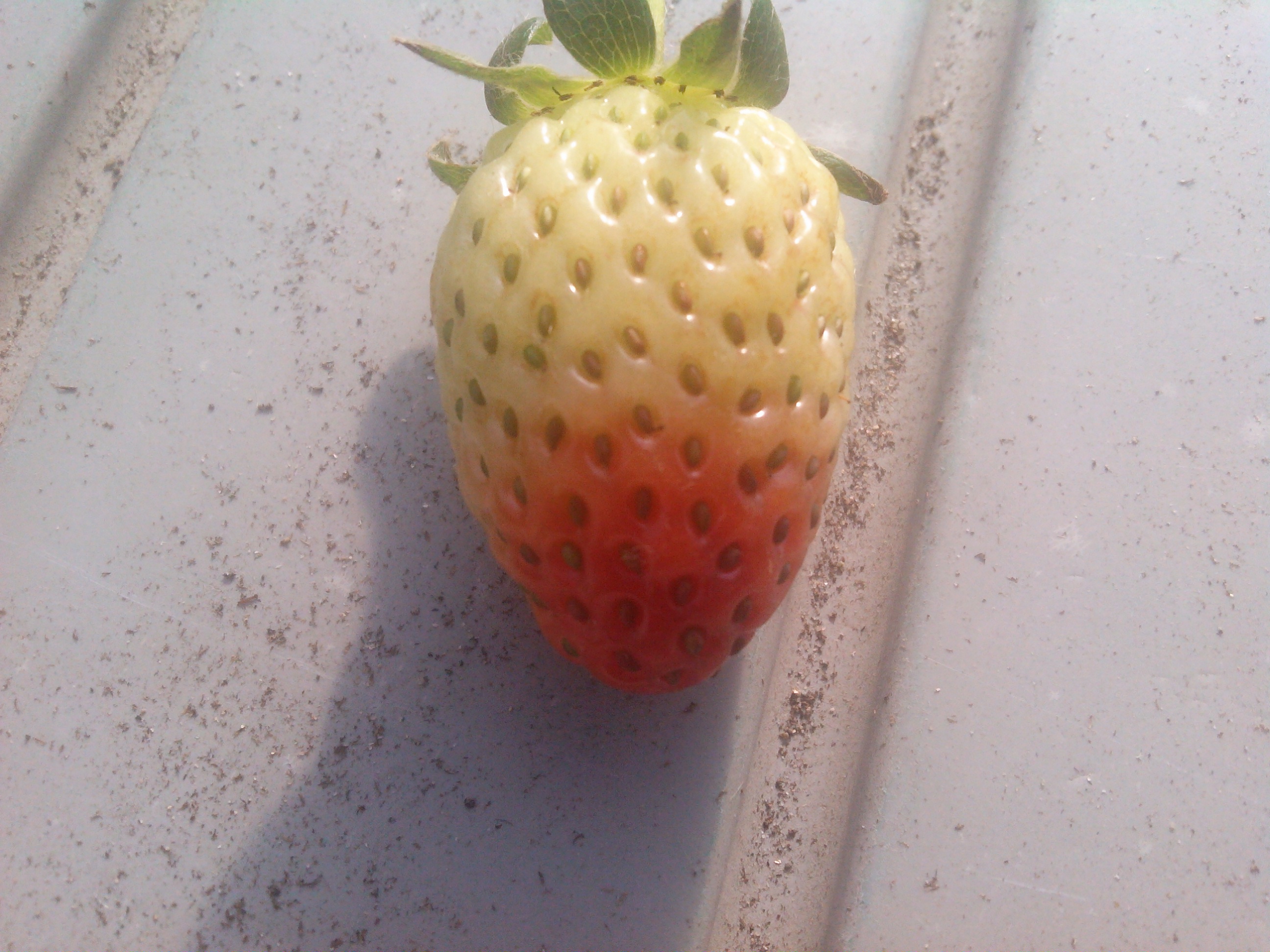 Strawberry | Semi-ripe strawberry