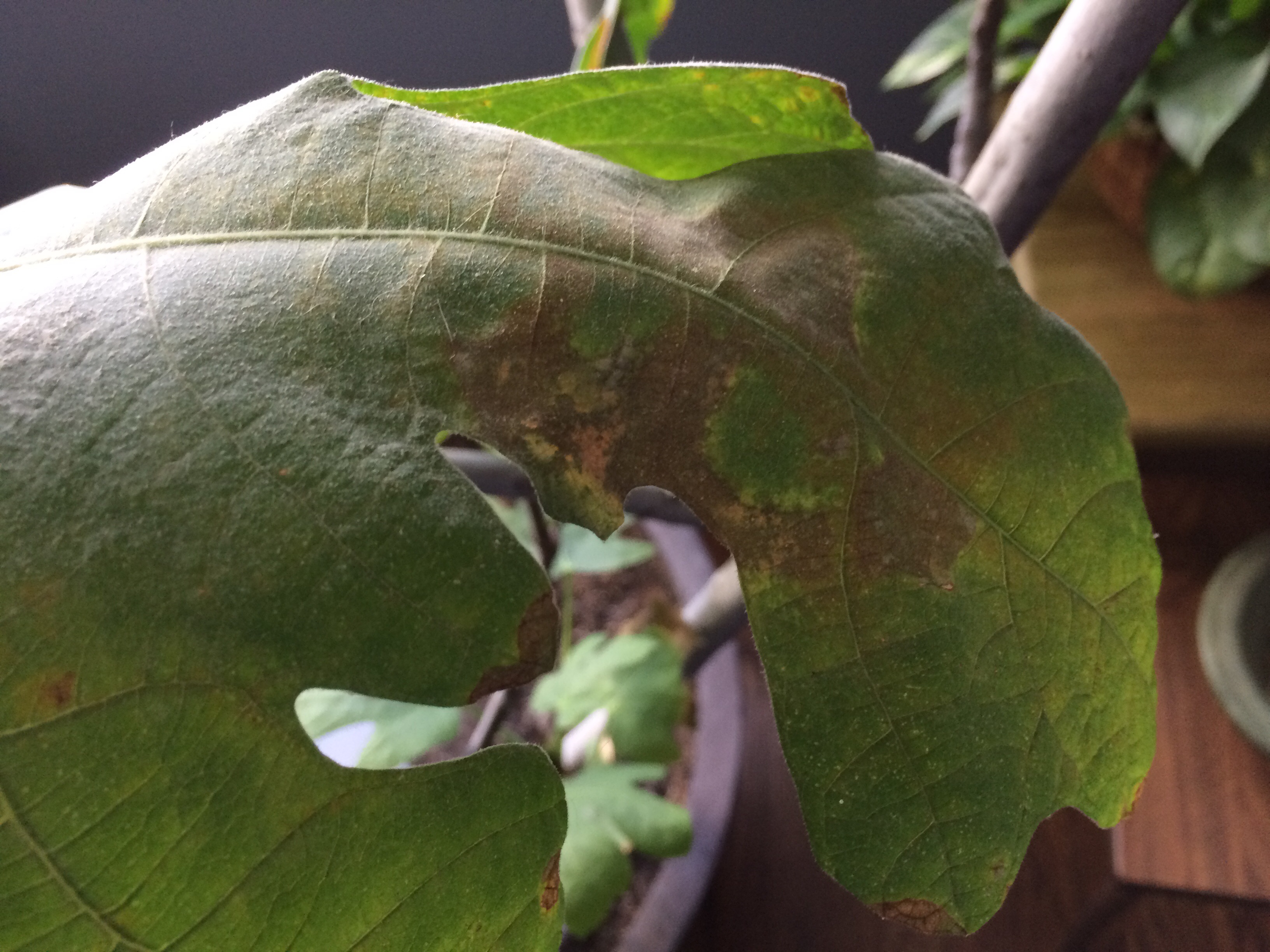 Fig | Fig tree disease