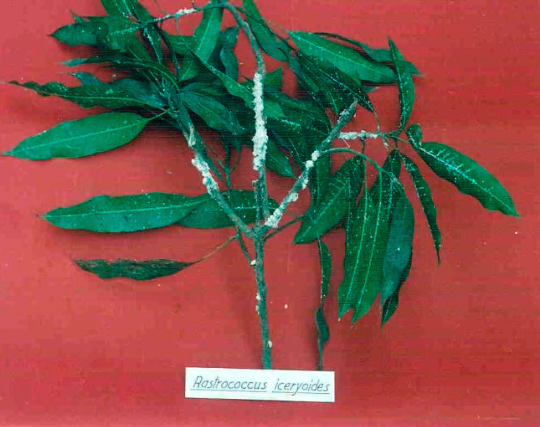 Mango | White spot on mango leaf