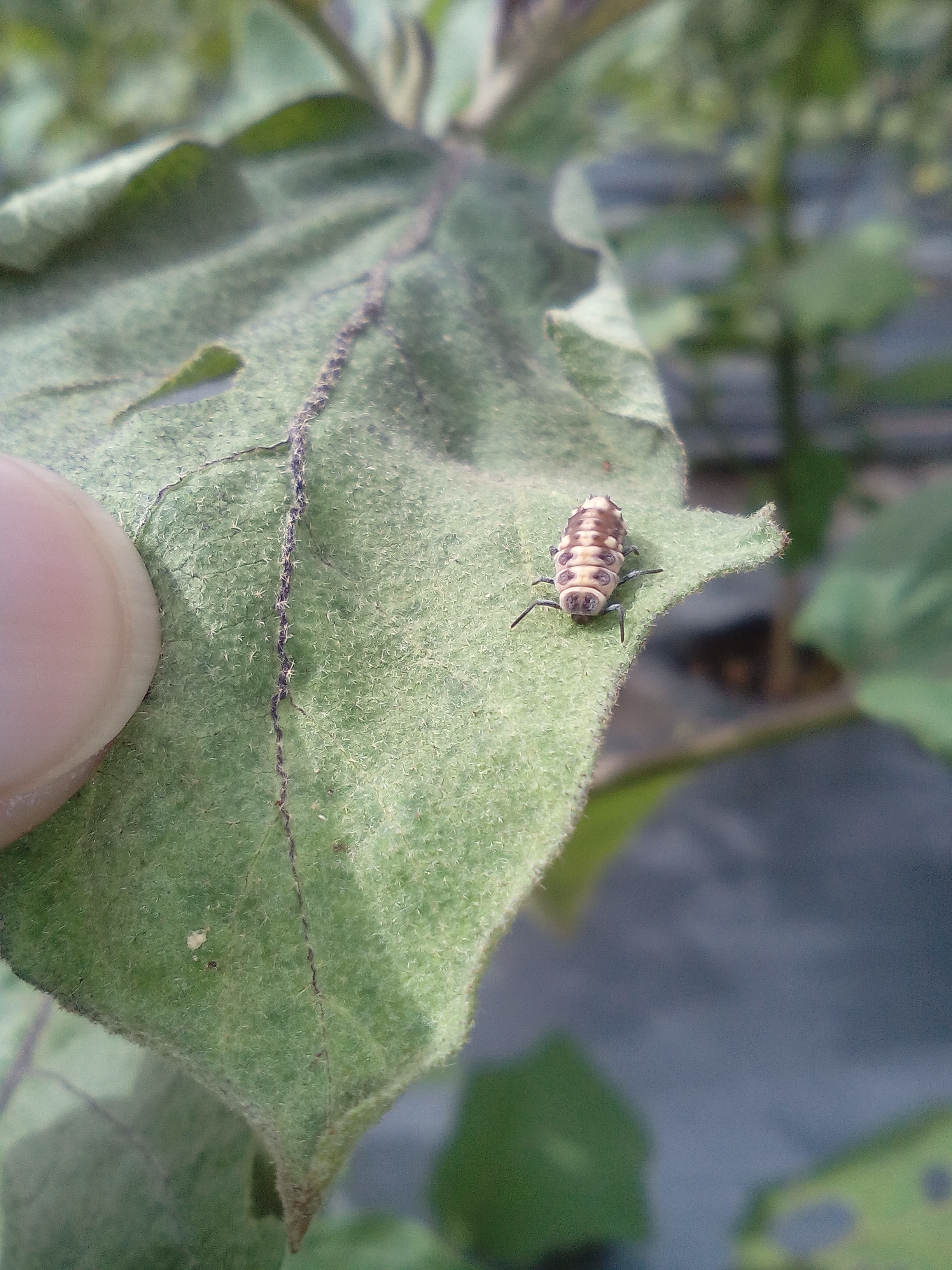 Eggplant | Identify possible pest please.