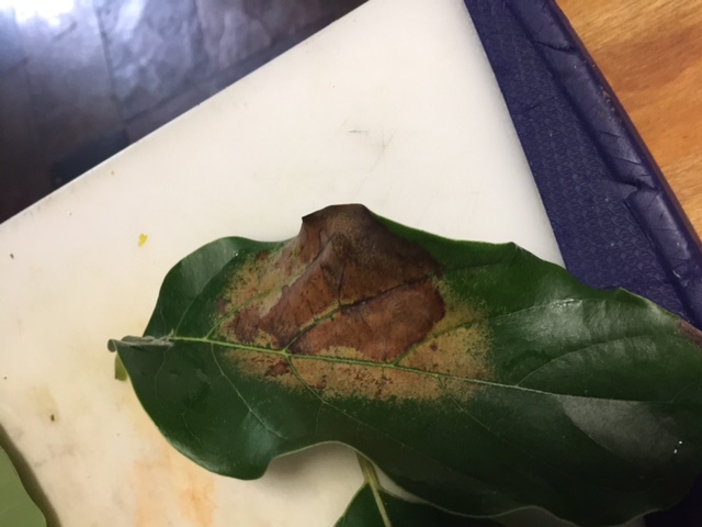 Avocado | avocado spots