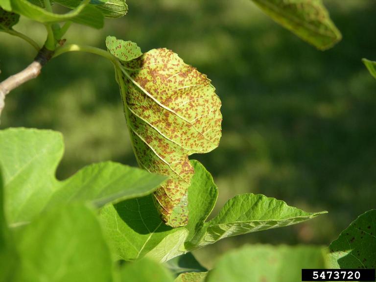 Fig | Diseases and Pests, Description, Uses, Propagation
