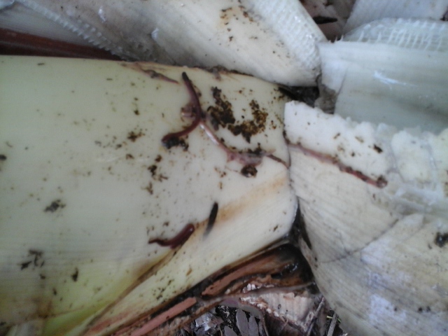 Banana | What are these earthworms doing on my banana bush?