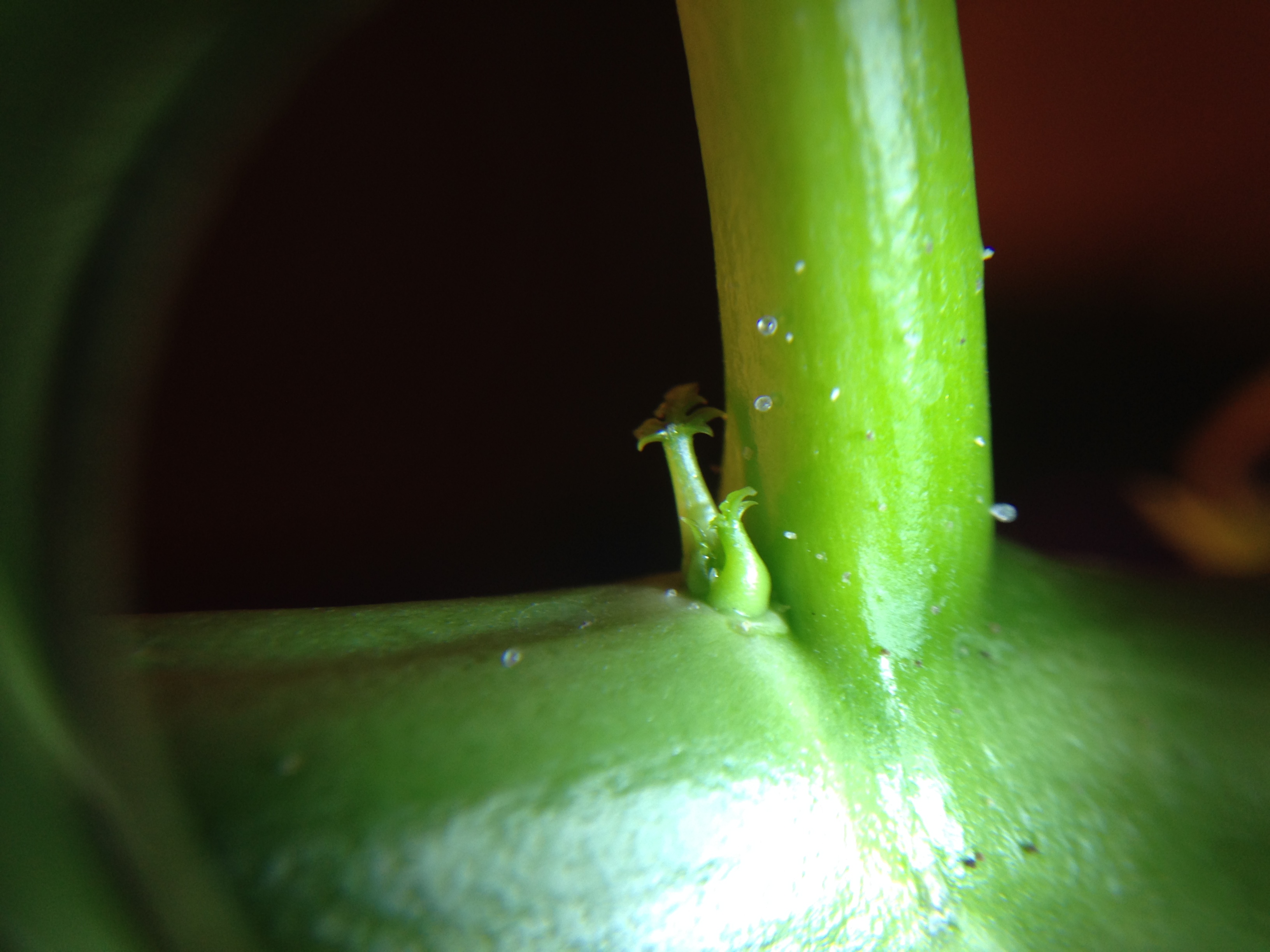 Papaya (pawpaw) | Are these droplets of (sap?) on my papaya trunk and ...