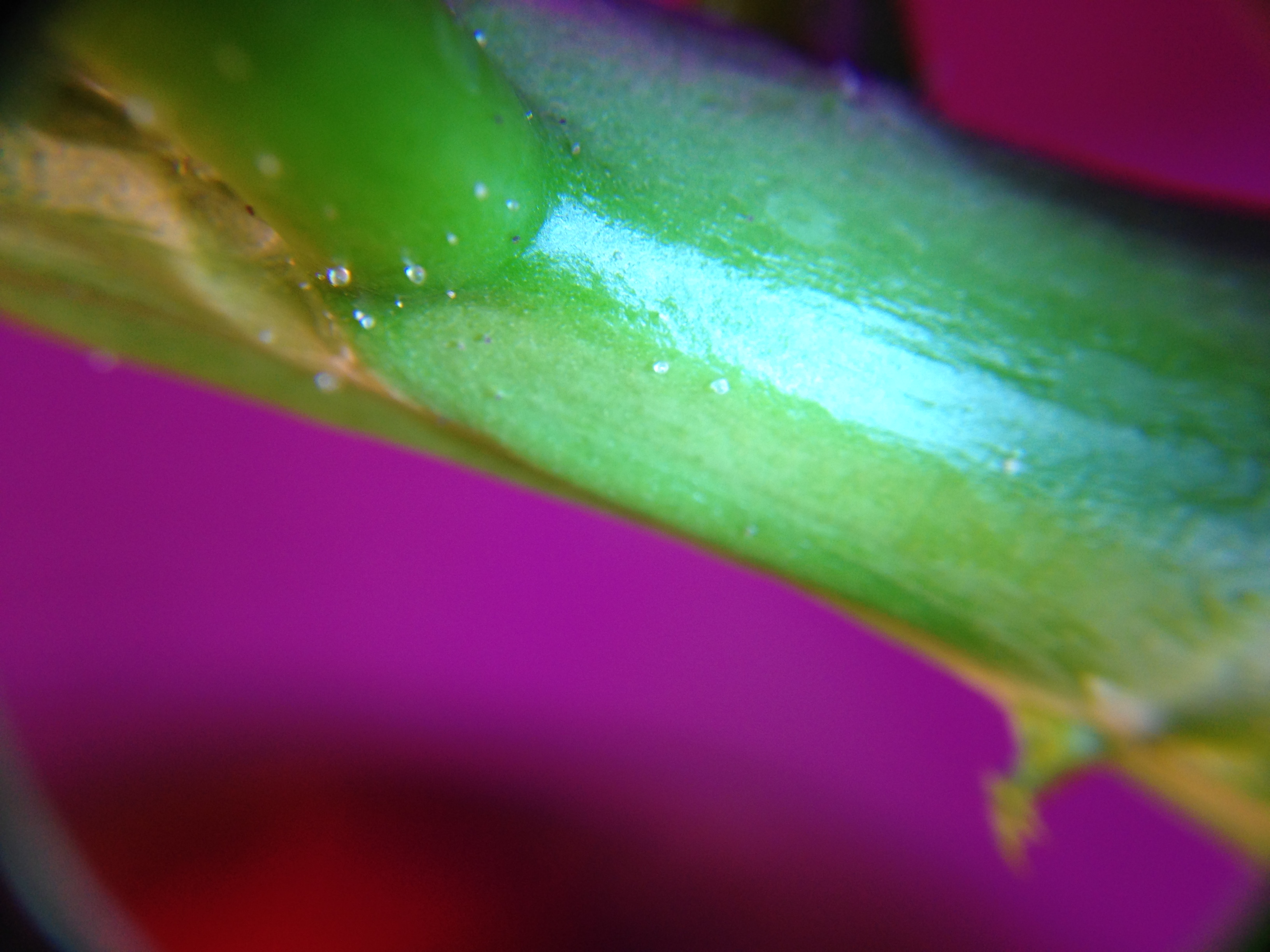 Papaya (pawpaw) | Are these droplets of (sap?) on my papaya trunk and ...