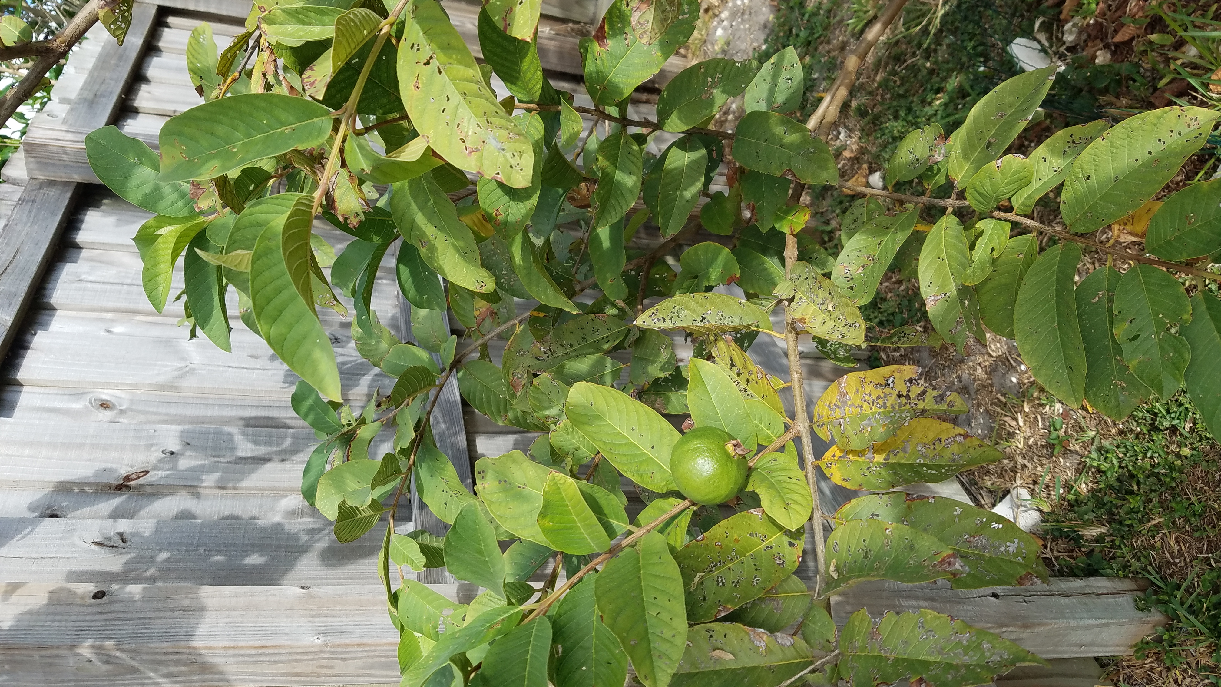 Guava | Sick guava tree