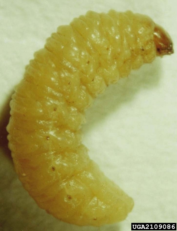 Guava | Diseases and Pests, Description, Uses, Propagation