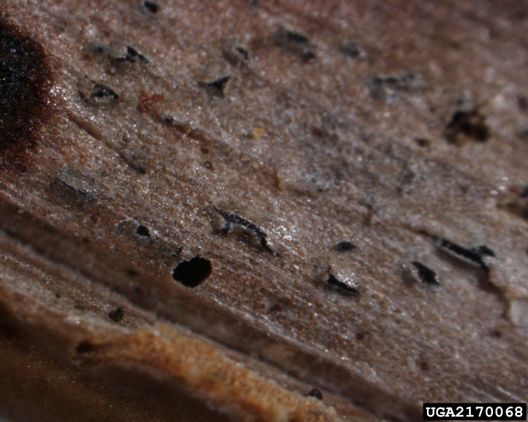 Coconut | Diseases and Pests, Description, Uses, Propagation