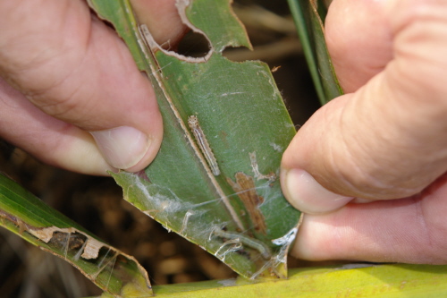 Coconut | Diseases and Pests, Description, Uses, Propagation
