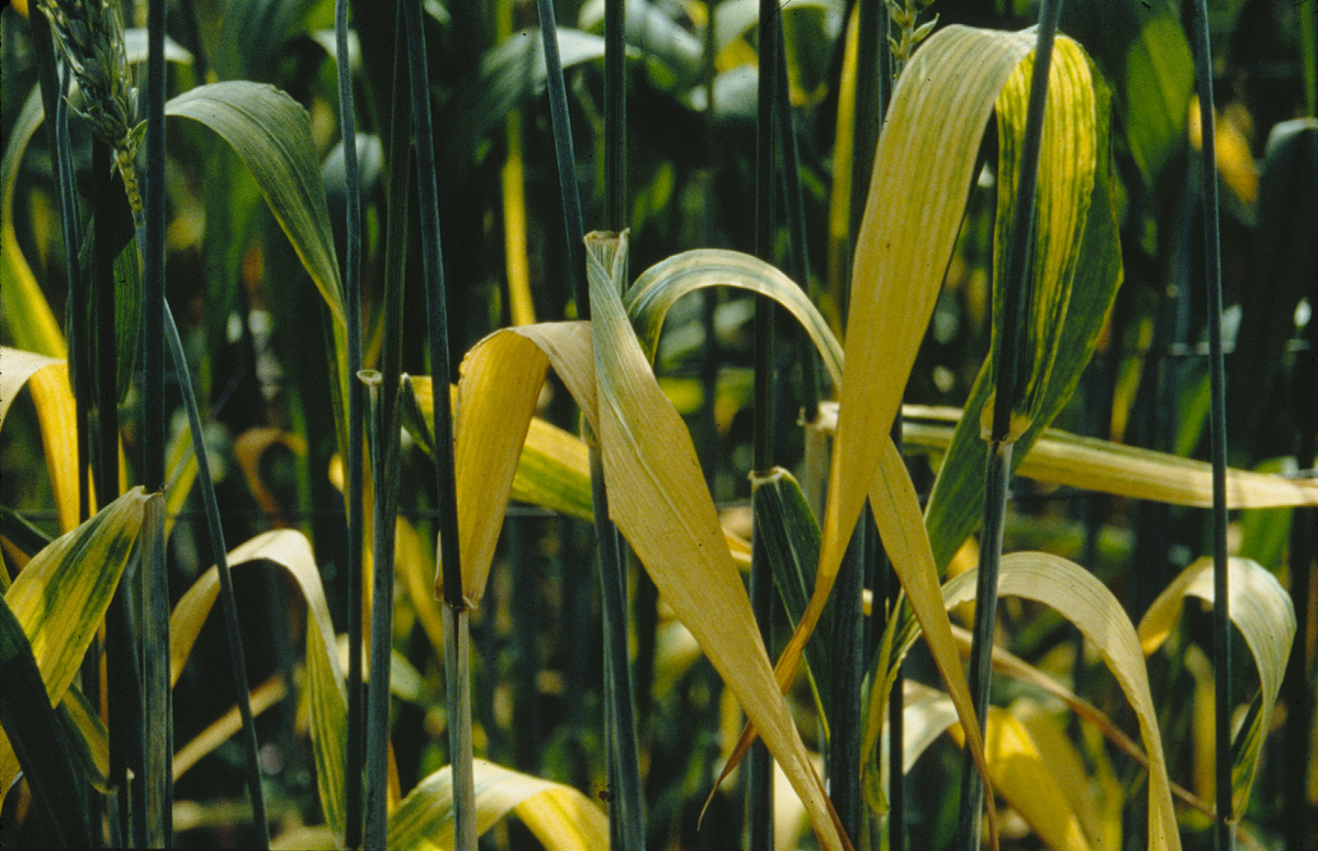 Barley | Diseases and Pests, Description, Uses, Propagation