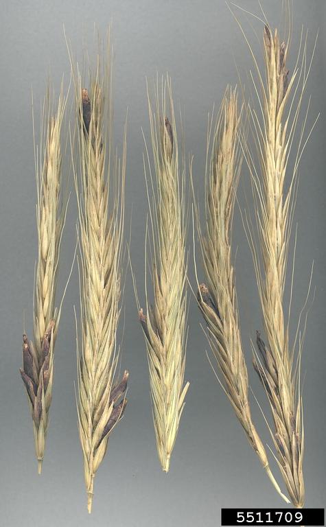 Barley | Diseases and Pests, Description, Uses, Propagation