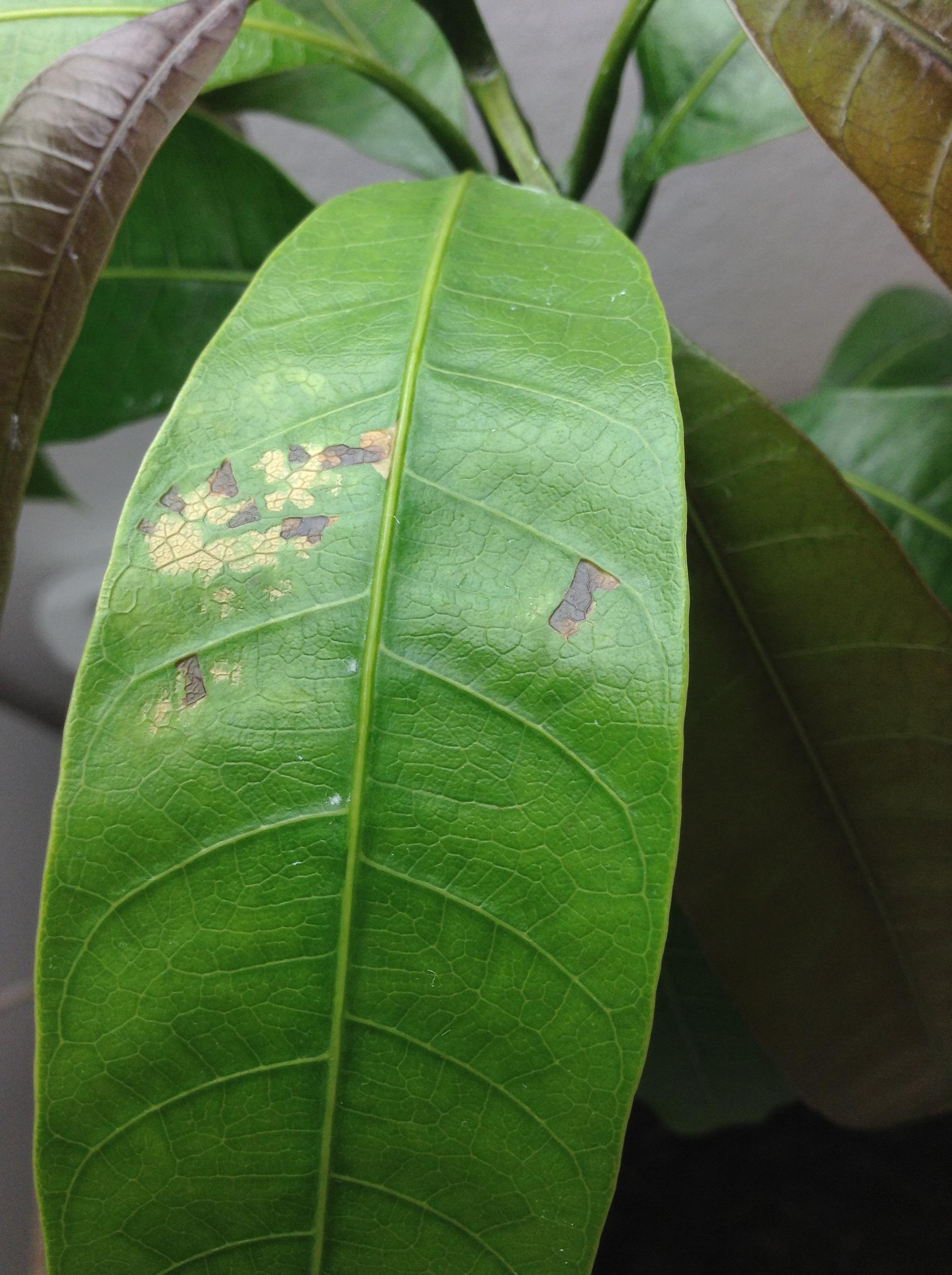 Mango | Mango seedling leaf diseases.