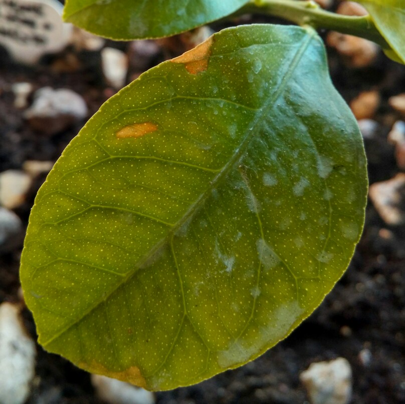 Lemon | What's happening to my grafted lemon?