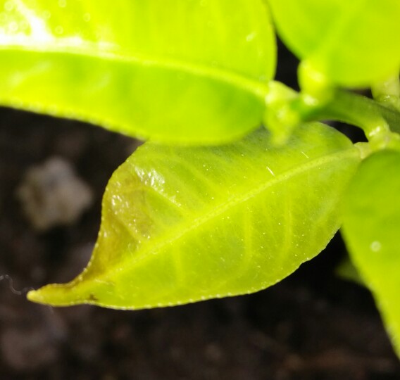 Lemon | What's happening to my grafted lemon?