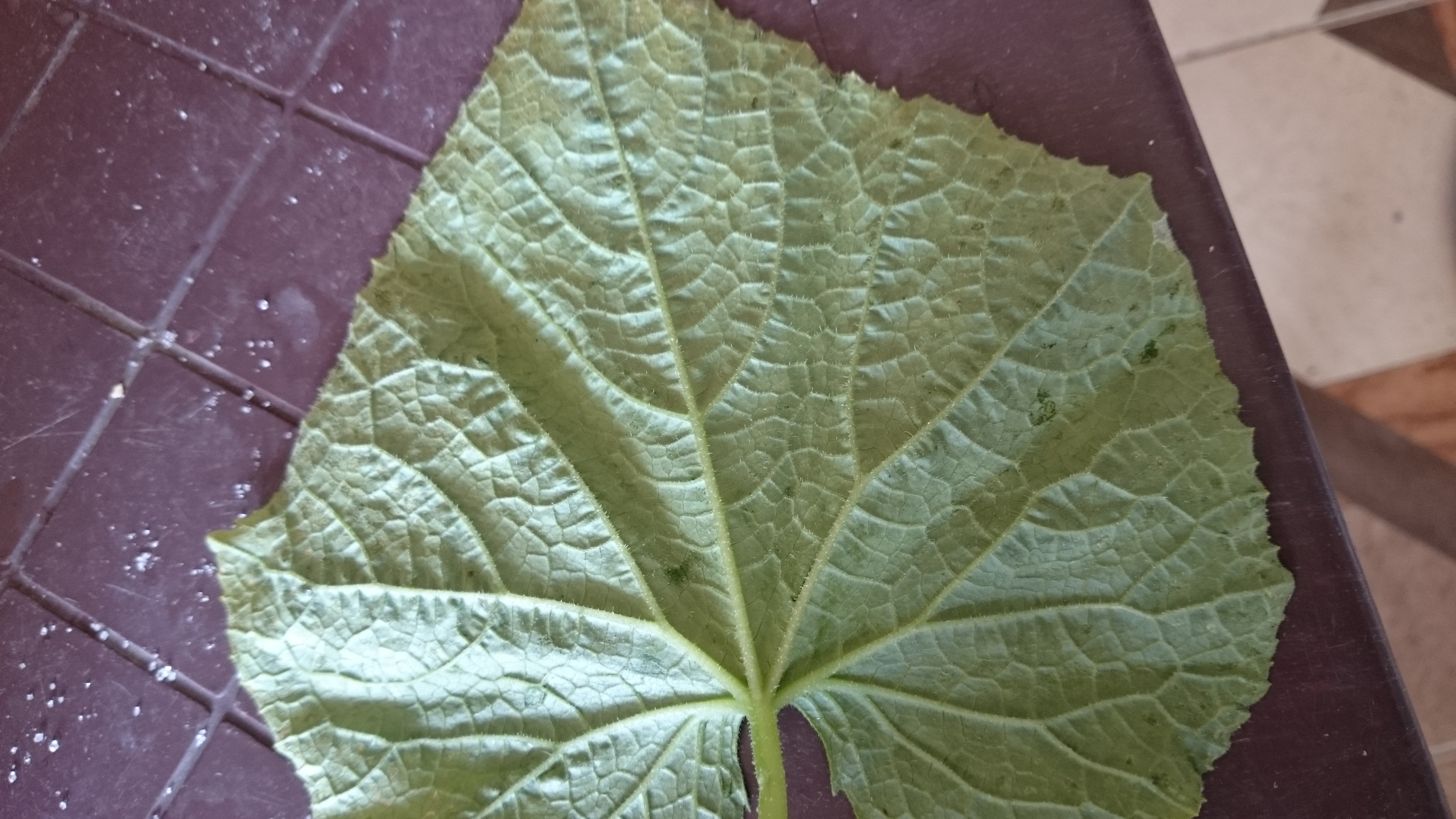 Cucumber | What causes the disease?