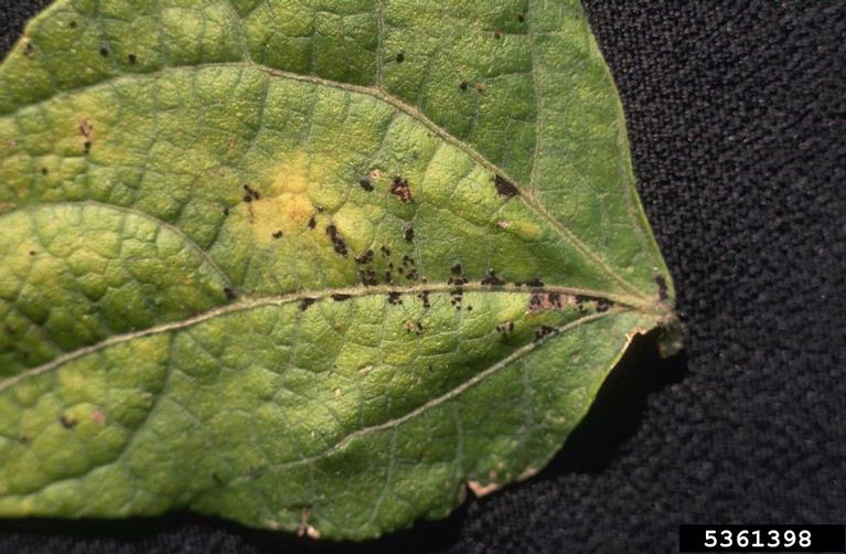 Bean | Diseases and Pests, Description, Uses, Propagation
