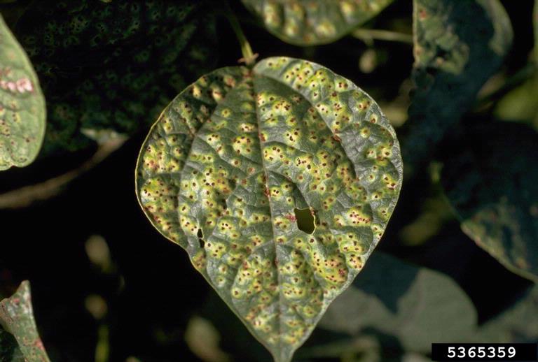 Bean | Diseases and Pests, Description, Uses, Propagation