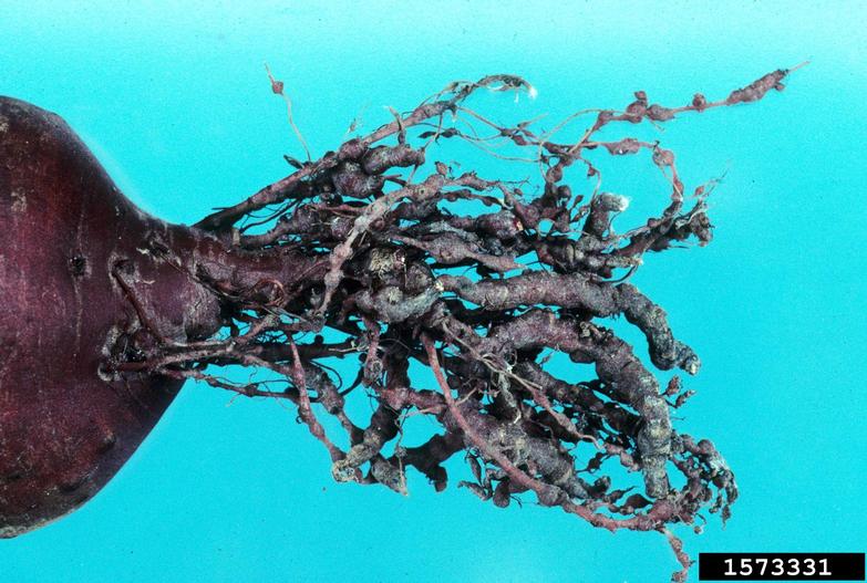 Beet | Diseases and Pests, Description, Uses, Propagation