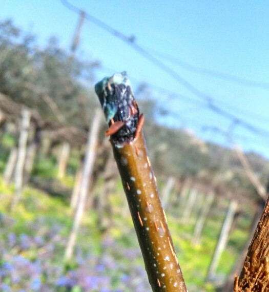 Pear | Apple pear affected by nectria canker?