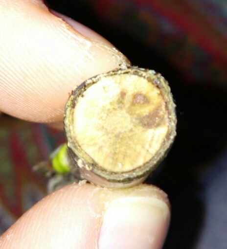 Pear | Apple pear affected by nectria canker?