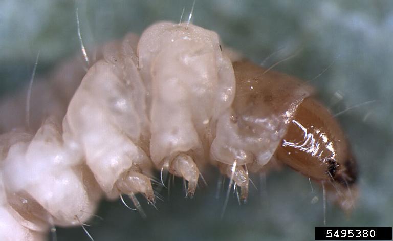 Blackberry | Diseases and Pests, Description, Uses, Propagation