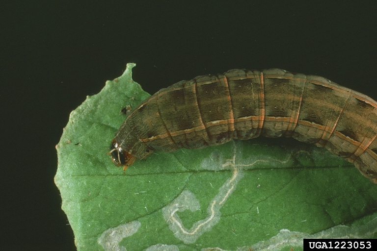 Cucumber | Diseases and Pests, Description, Uses, Propagation