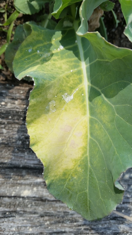 Cauliflower | Identifying and troubleshooting cauliflower diseases