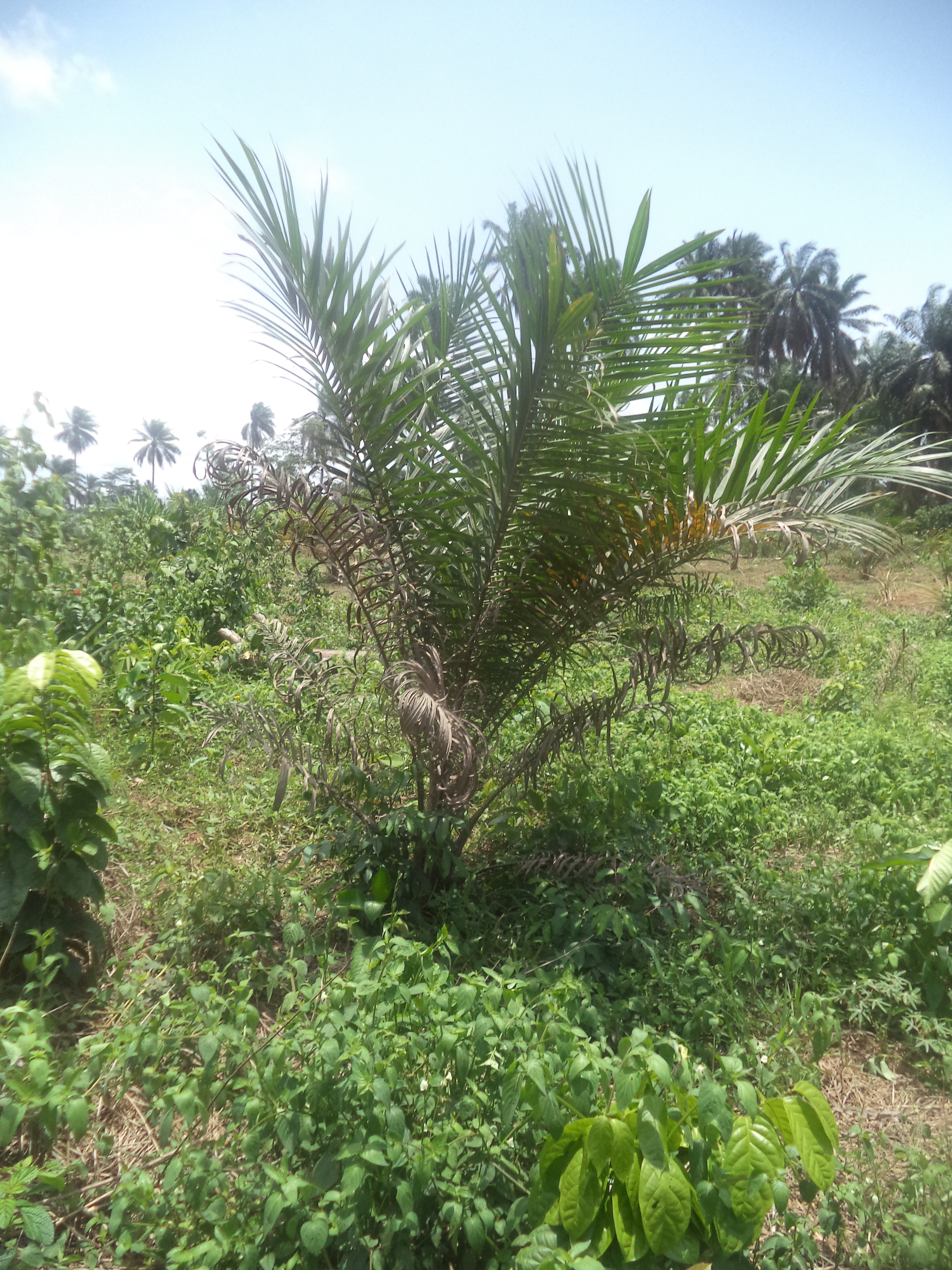 Oil palm | Dry fronds in oil palm