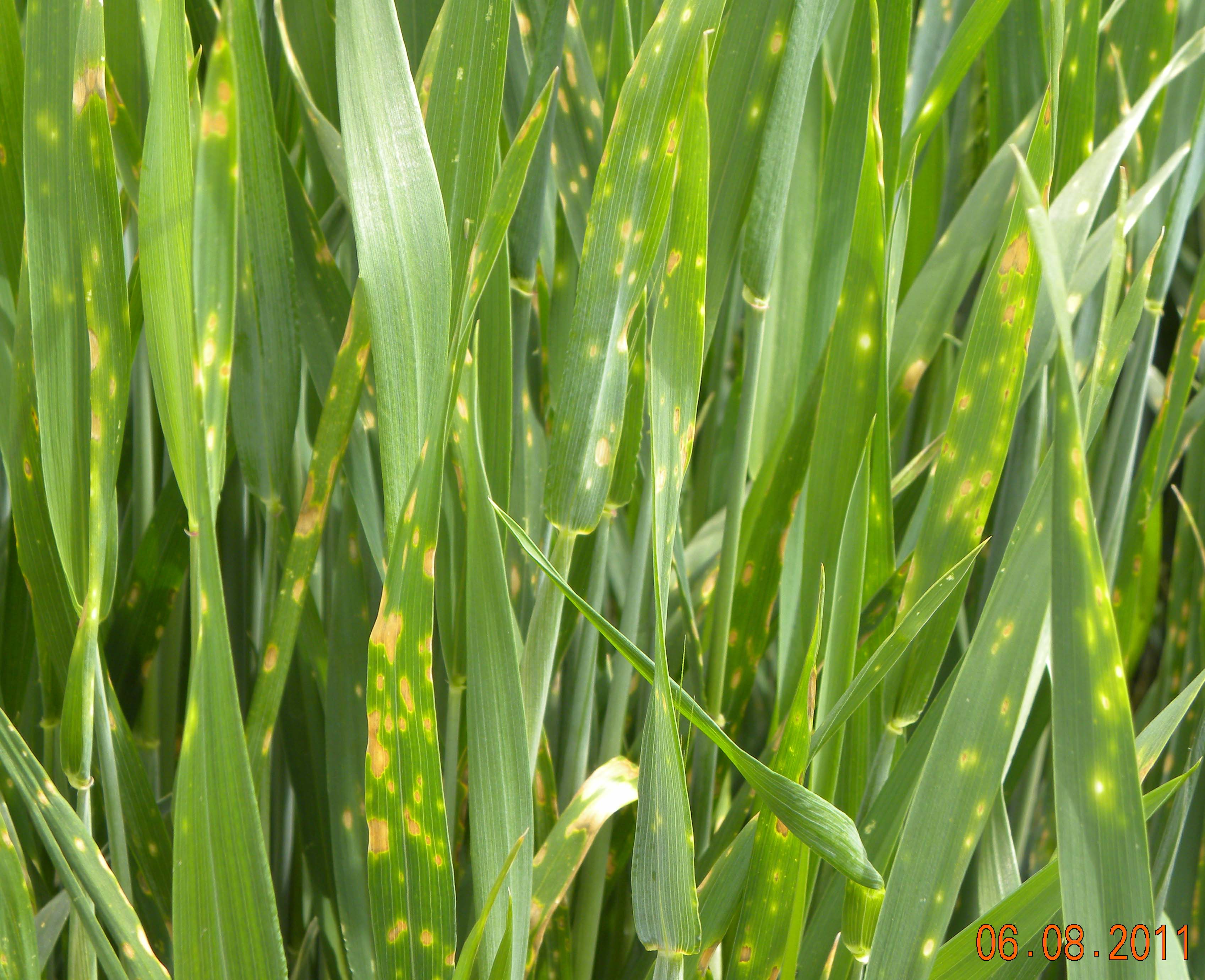 Wheat | Leafspot on winter wheat, what is the pathogen?
