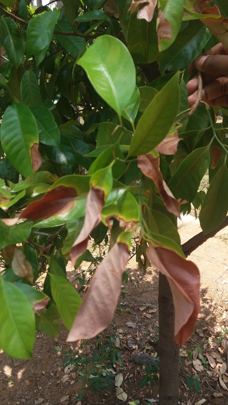 Nutmeg | Scorching of leaves in nutmeg with dieback symptoms