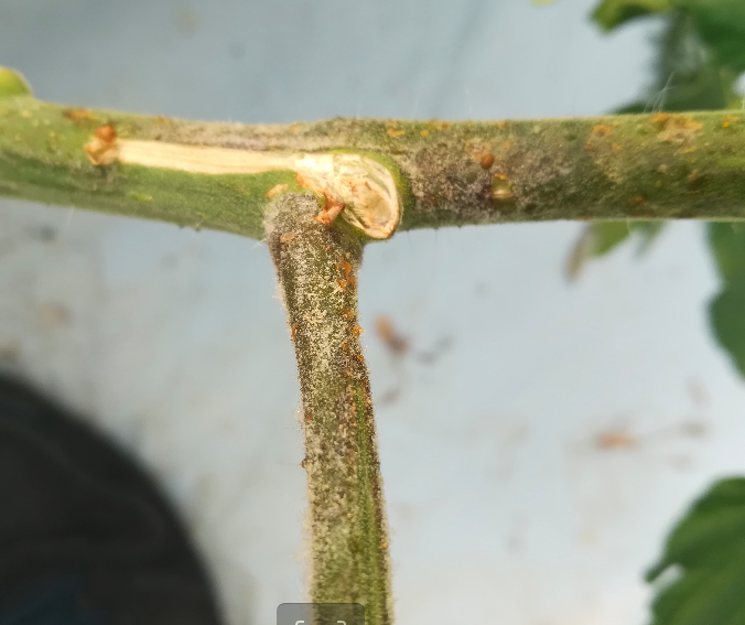 Tomato | Stem rot symptoms were seen on greenhouse-grown tomato during ...