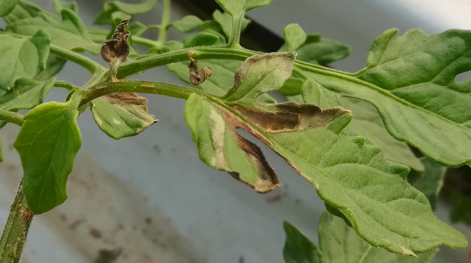 Tomato | Stem rot symptoms were seen on greenhouse-grown tomato during ...