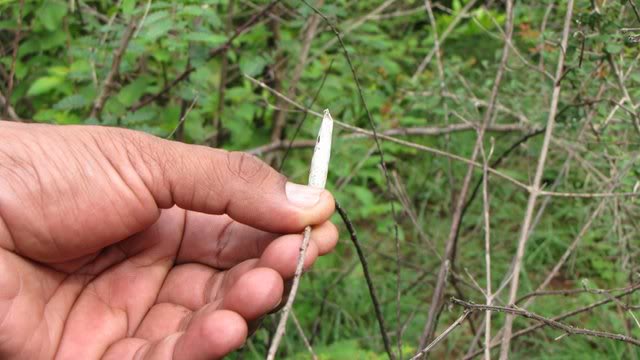 Fig | Fig tree disease/pest?