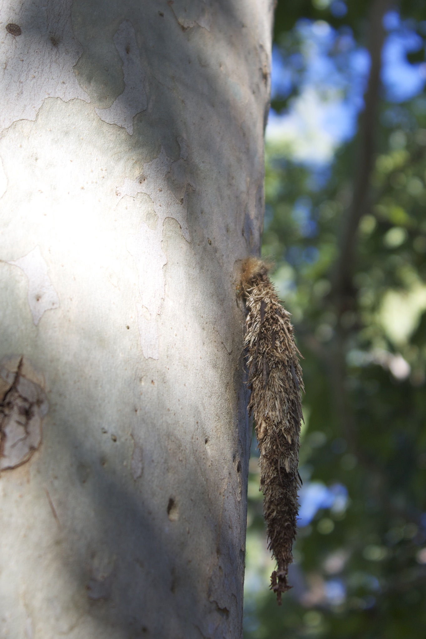 Fig | Fig tree disease/pest?