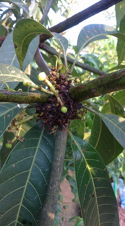 Mango | Asked the solution for mango malformation