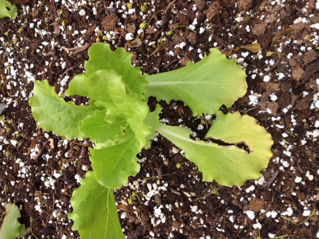 Lettuce | Iceberg Lettuce red instead of green