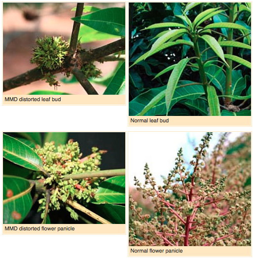 Mango | Asked the solution for mango malformation