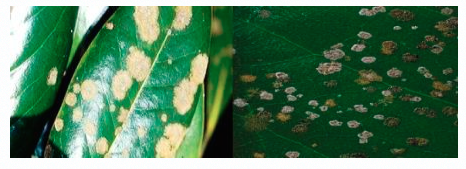 Mango | Asked the solution for mango malformation