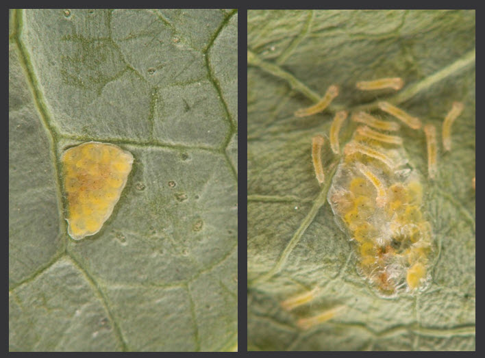 Kale | Kale Yellow Spots