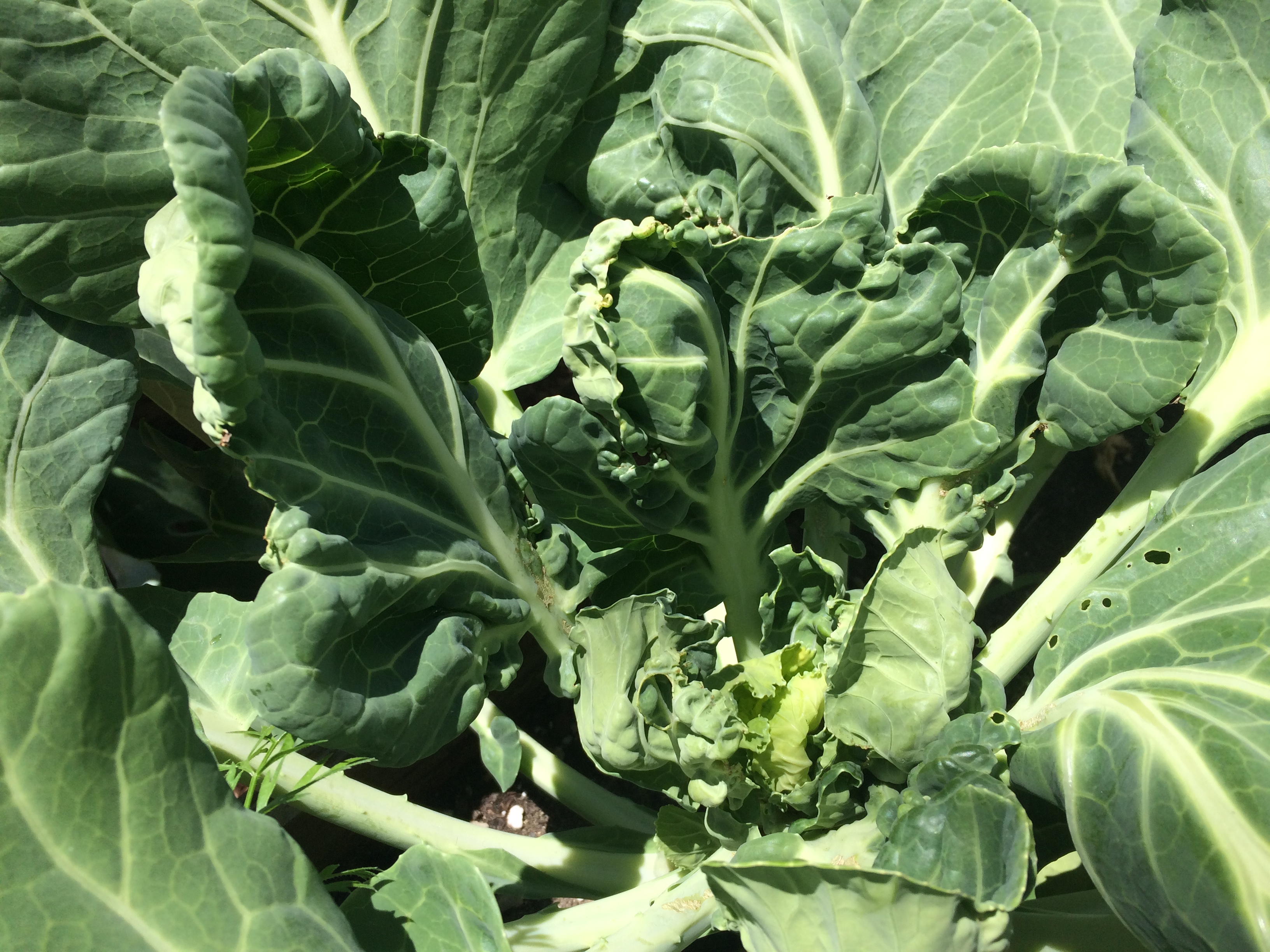 Collard greens | Curling and puckering collard green leaves (also seen ...